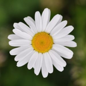 Manipulating Images With ImageMagick Command-Line Tools | Baeldung on Linux