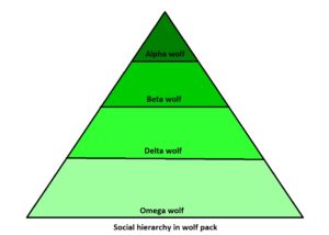 Grey Wolf Optimization Algorithm | Baeldung on Computer Science