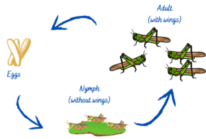 Grasshopper Optimization Algorithm | Baeldung on Computer Science